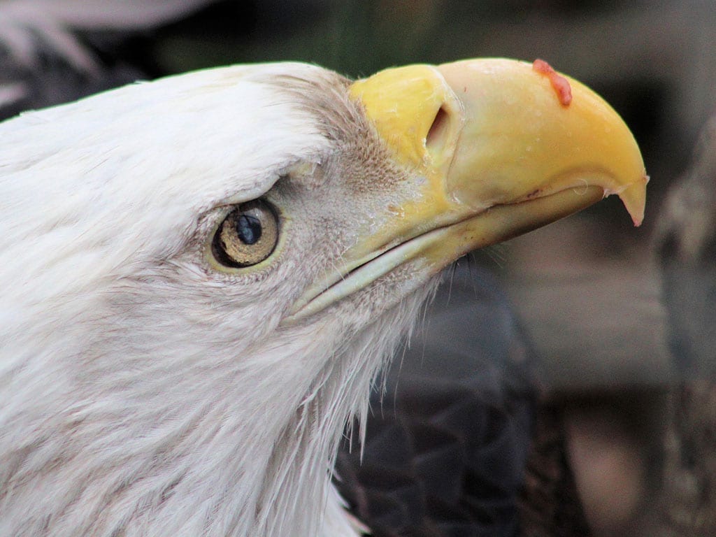 Bald Eagle Denver Zoo