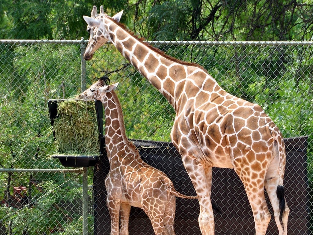 Reticulated Giraffe - Denver Zoo