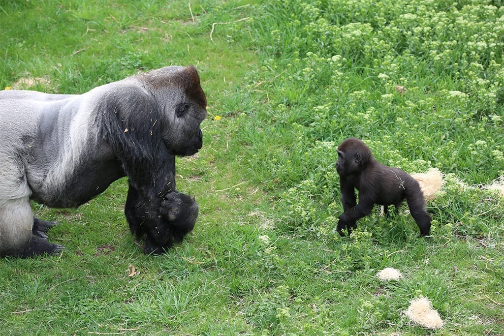 Western Lowland Gorilla - Denver Zoo